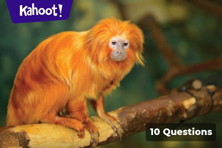 Wild Animals - Kahoot! Quiz