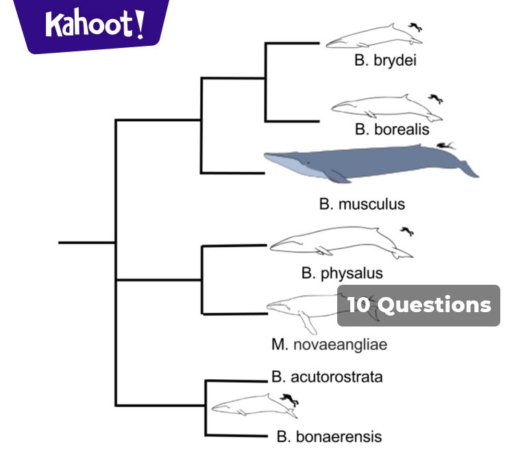 IB Biology: A3.2 Cladistics - Kahoot! Quiz