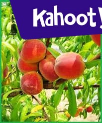 Cap. 7B ¿Te gusta comer al aire libre? - Kahoot! Quiz