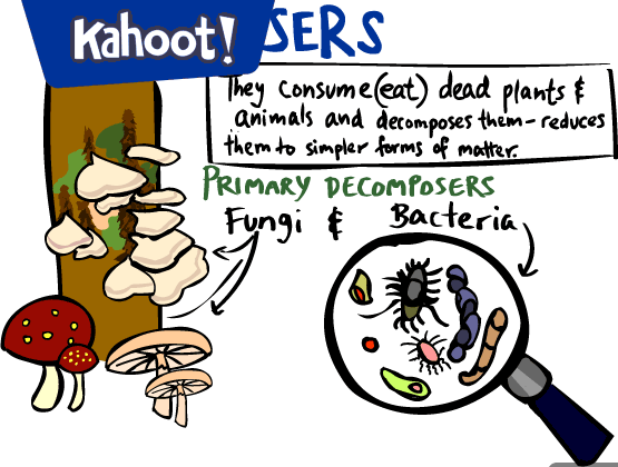 Decomposers - Kahoot! Quiz