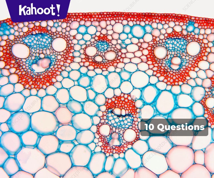 Vascular tissues - Kahoot! Quiz