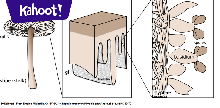 Unit 9 Kingdom Fungi Review - Kahoot! Quiz