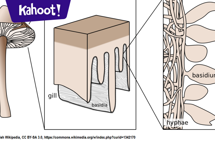 Unit 9 Kingdom Fungi Review - Kahoot! Quiz