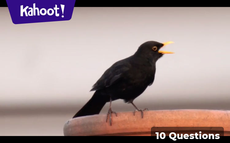 Signs of Spring - Kahoot! Quiz