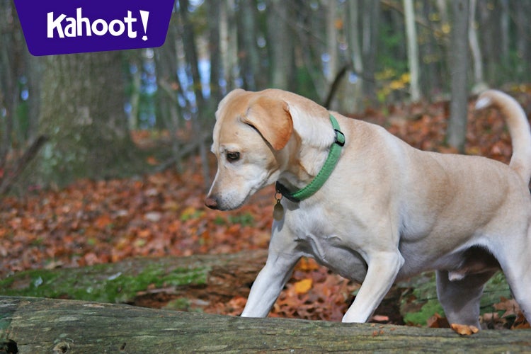 Fiore Chipmunks, Binomials and Dogs - Kahoot! Quiz