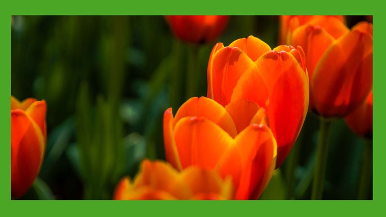 IB Biology (SL/HL/AHL): Plants (new 2025) - Kahoot! Course