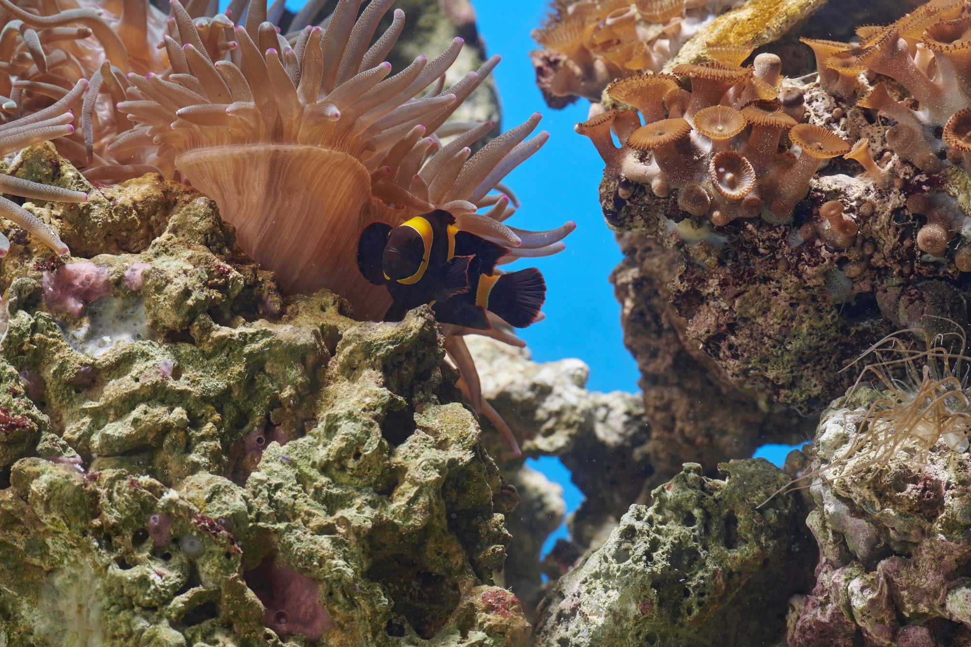 Oceans - Kahoot! Quiz