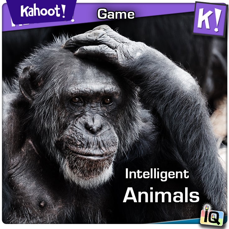 Intelligent Animals - Kahoot! Quiz