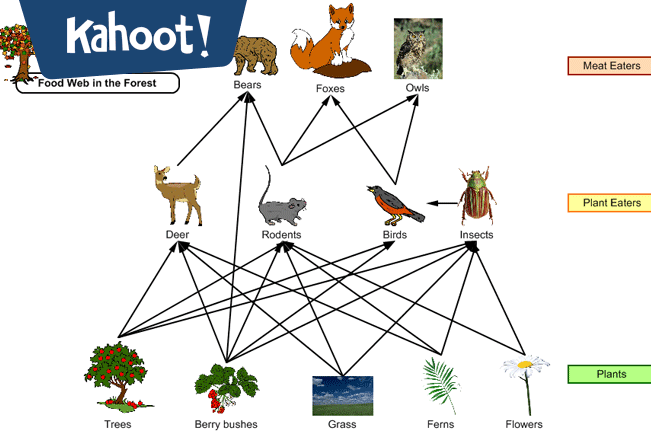 Food Chains & Food Webs - Kahoot! Quiz