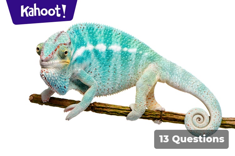 Bonus List#3 Animal Vocabulary and Math - Kahoot! Quiz