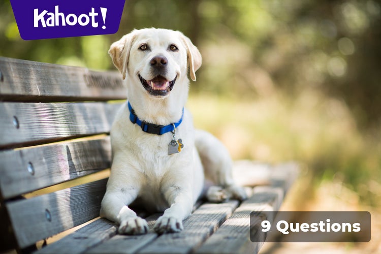 Marley and me: ch 3 GAME Who said it? - Kahoot! Quiz