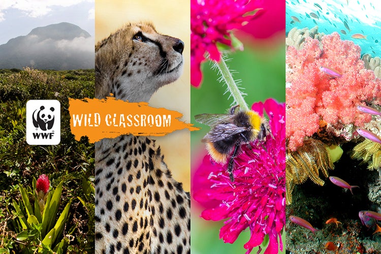 Biodiversity - Kahoot! Course
