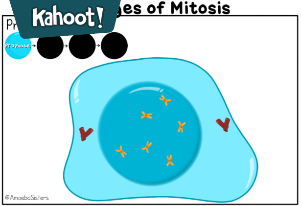 Cell Cycle and Mitosis 1 - Kahoot! Quiz