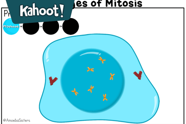 Cell Cycle and Mitosis 1 - Kahoot! Quiz