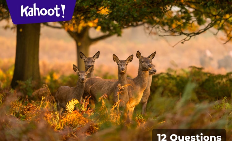 Animals Personality - Kahoot! Quiz
