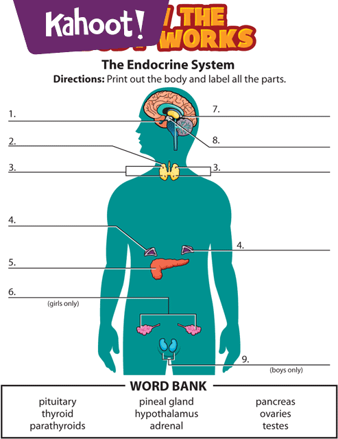 Endocrine System - Kahoot! Quiz