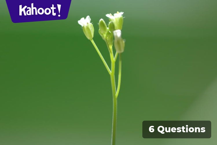 Coordination in plants - Kahoot! Quiz