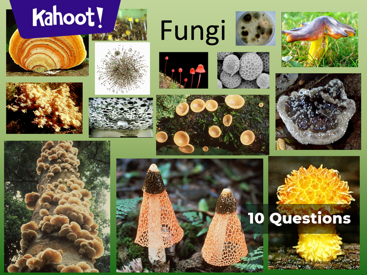 Fungi, Kingdoms, Decomposition & Composting - Kahoot! Quiz