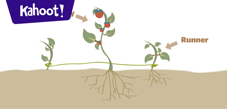 Asexual Reproduction In Plants - Kahoot! Quiz