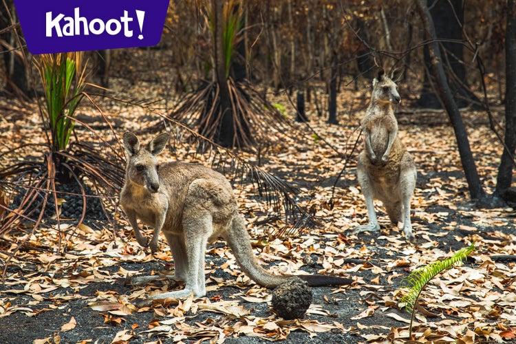 How climate change affects wildlife - Kahoot! Quiz