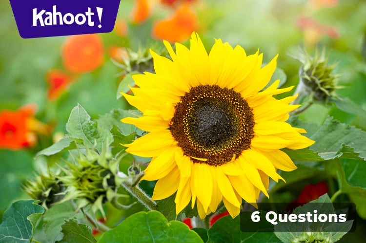 Rudens puķes/Autumn flowers. - Kahoot! Quiz