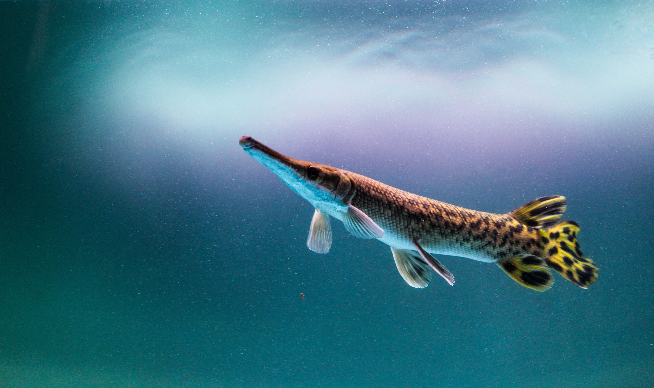 Saving seeds, a robot hikes a mountain, and protecting a special fish ...