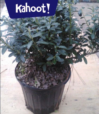 Nursery Landscape Plant Id SC CDE Set 1 - Kahoot! Quiz