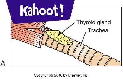 A & P I- Endocrine System - Kahoot! Quiz
