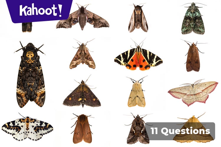 trivia for fun - Kahoot! Quiz