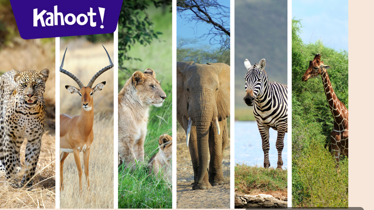 Animals 05. Pin - Kahoot! Quiz