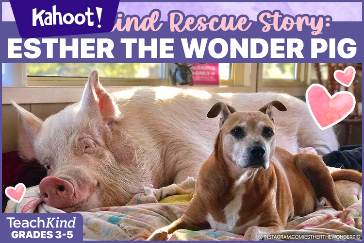 Rescue Story: Esther the Wonder Pig - Kahoot! Quiz