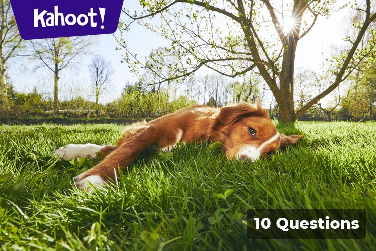 The Sleeping Dog ReadingA-Z Level M - Kahoot! Quiz