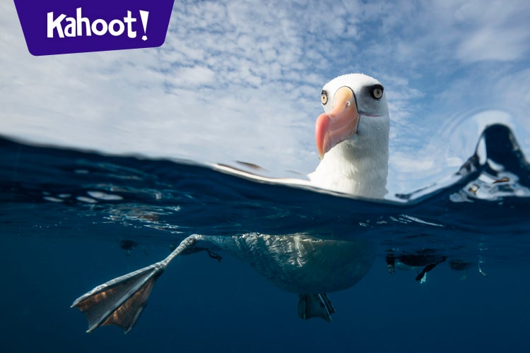 A-Z. Animals - Kahoot! Quiz