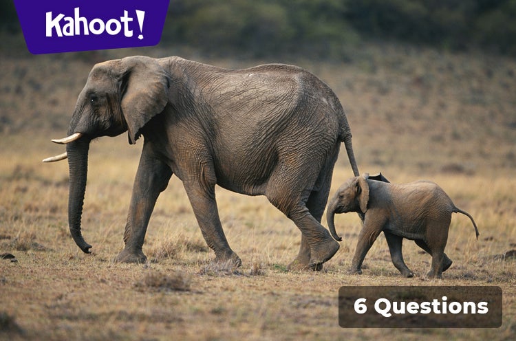 Elephants | Reading - A1 - Kahoot! Quiz
