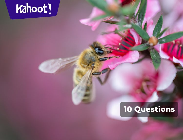 5th Grade Plant Structure - Kahoot! Quiz