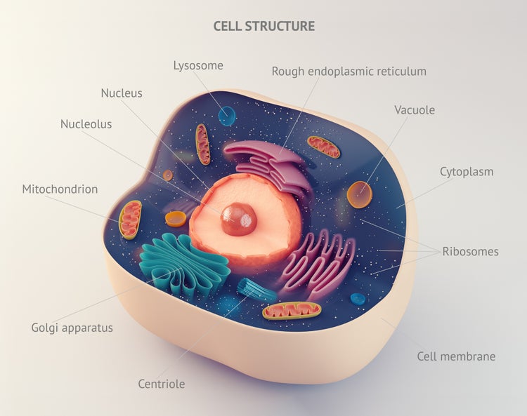 The Cell - Kahoot! Course
