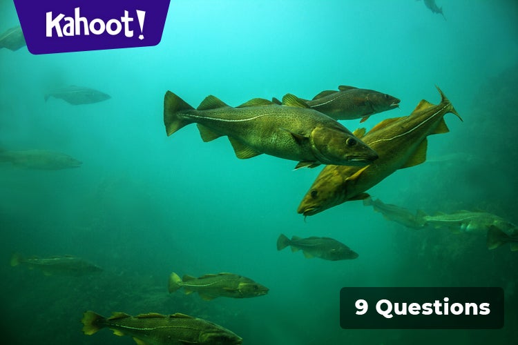 News in English – week 23 - Kahoot! Quiz