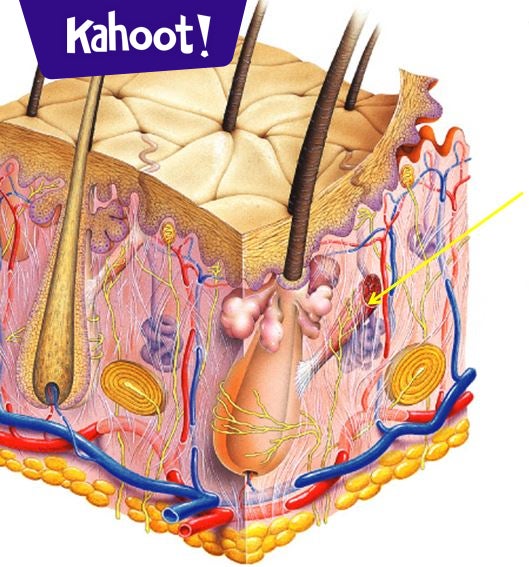 Integumentary, Skeletal, Muscular and Nervous Systems - Kahoot! Quiz