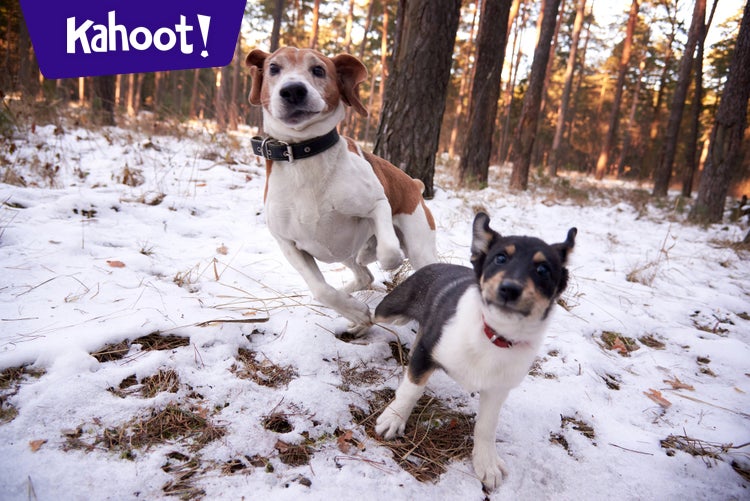 Dog (Terrier & Non-Sporting) Breeds - Kahoot! Quiz
