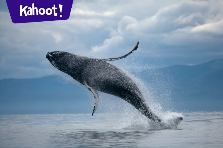Sea Smart Ocean Trivia 1 - Kahoot! Quiz