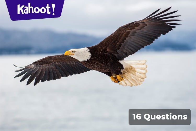 Birds in French - Kahoot! Quiz