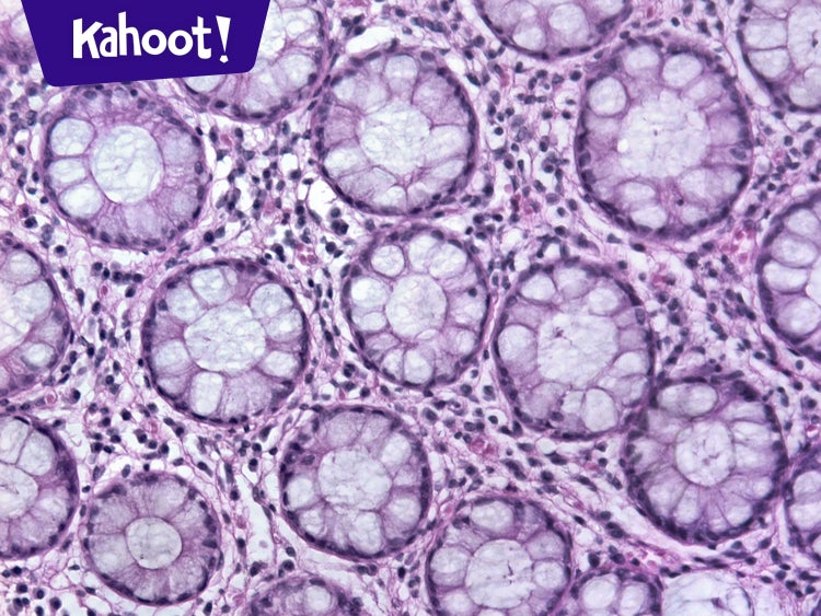Science 804 (1.1) - The Cell - Kahoot! Quiz