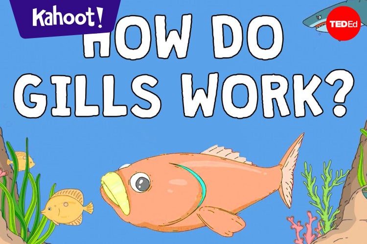 Why fish are better at breathing than you are - Kahoot! Quiz