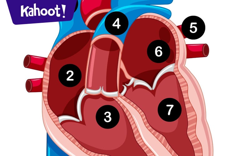 Heart Anatomy - Kahoot! Quiz