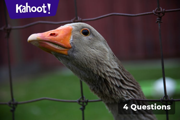 Animal behaviour and bird friends - Kahoot! Quiz