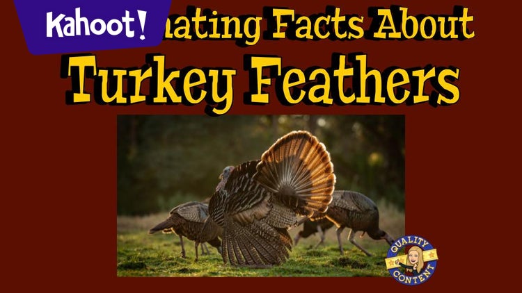 Thanksgiving Facts About Turkey Feathers - Kahoot! Quiz