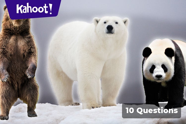 Bears - Kahoot! Quiz