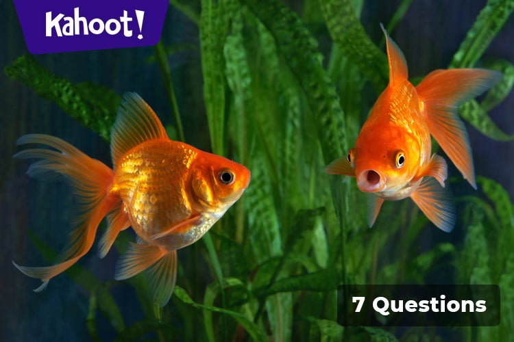 เรียนรู้วิธีเล่นไพ่ "Go Fish" - Kahoot! Quiz