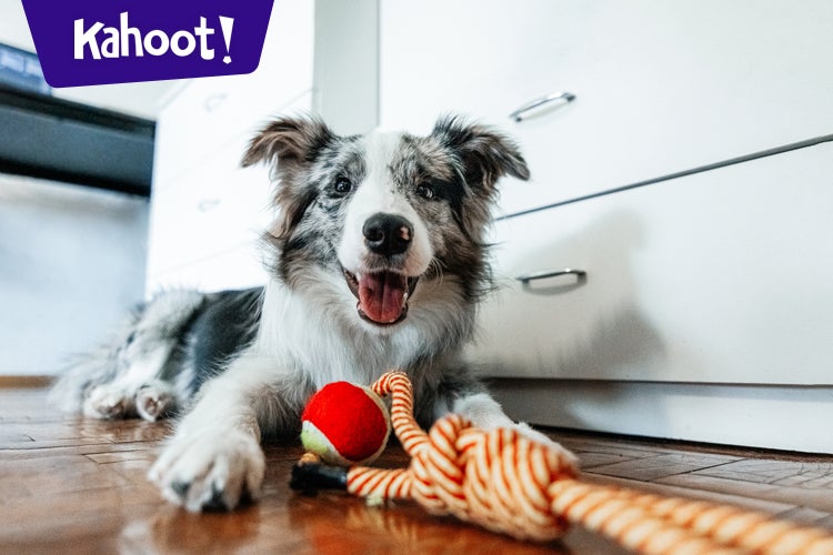 Rwi blue bbb dog school - Kahoot! Quiz