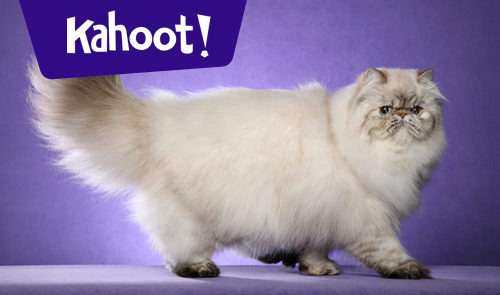 Vet Science CDE - Cat Breeds - Kahoot! Quiz